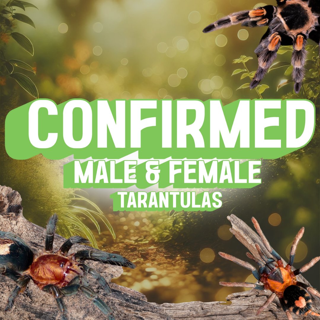 Confirmed Female & Male Tarantulas – Exotics Unlimited