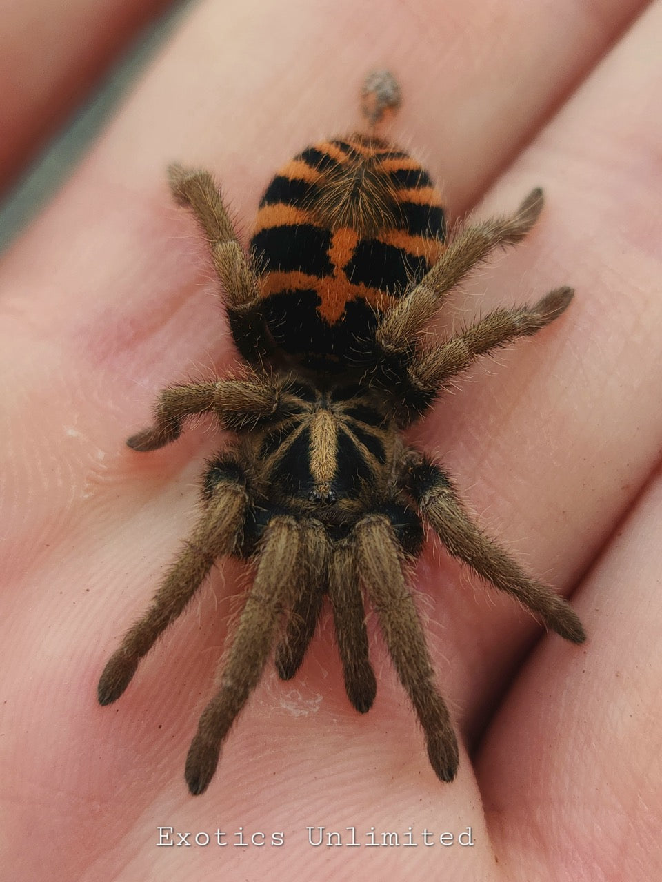 Davus sp. 'Chiapas' (Crowned Dwarf Tiger Tarantula) 0.25-0.5" *VERY RA ...