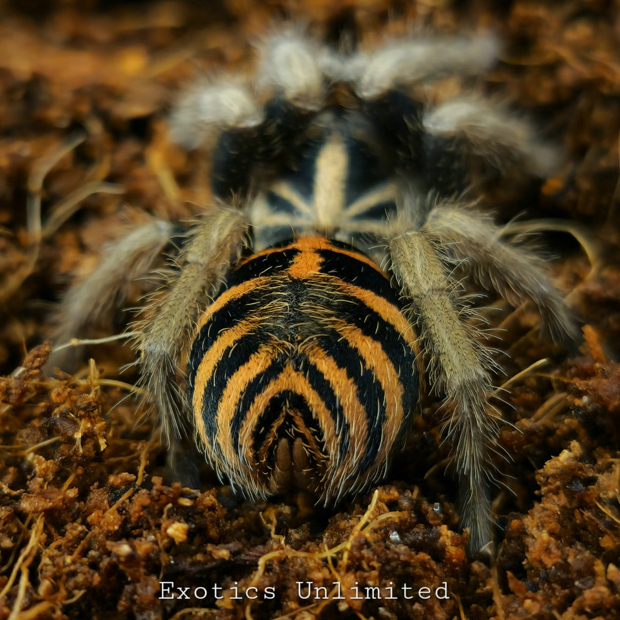 Davus sp. 'Chiapas' (Crowned Dwarf Tiger Tarantula) 0.25-0.5" *VERY RA ...