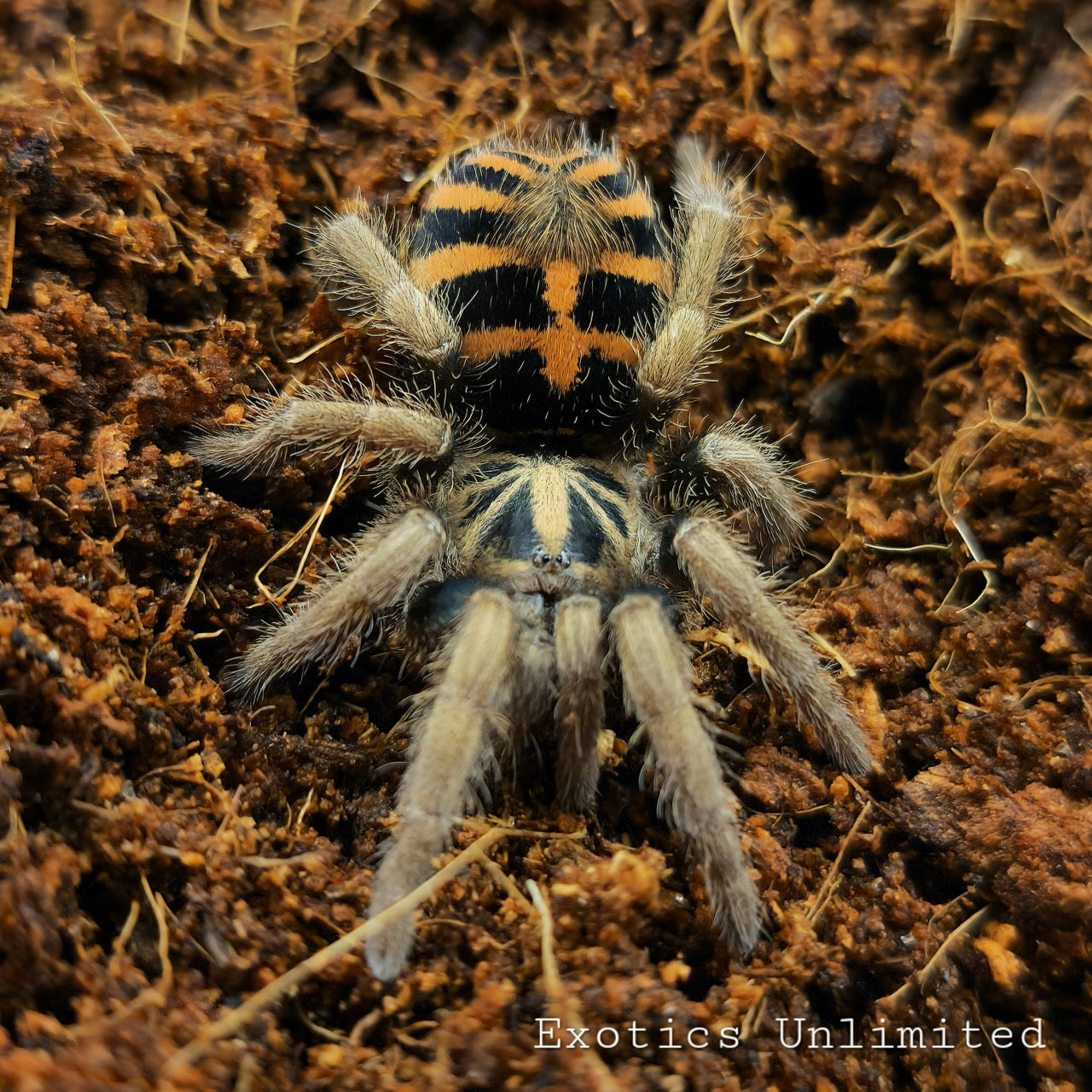 Davus sp. 'Chiapas' (Crowned Dwarf Tiger Tarantula) 0.25-0.5" *VERY RA ...