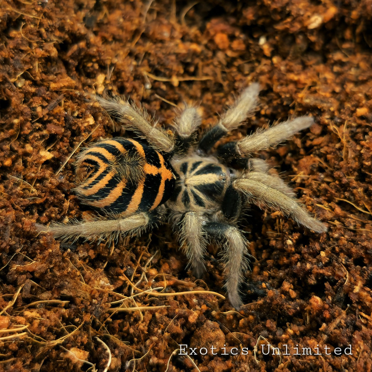 Davus sp. 'Chiapas' (Crowned Dwarf Tiger Tarantula) 0.25-0.5" *VERY RA ...