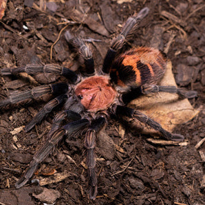 Freebies – Exotics Unlimited