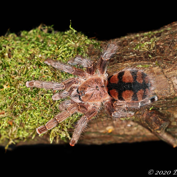 Rare Species – Exotics Unlimited