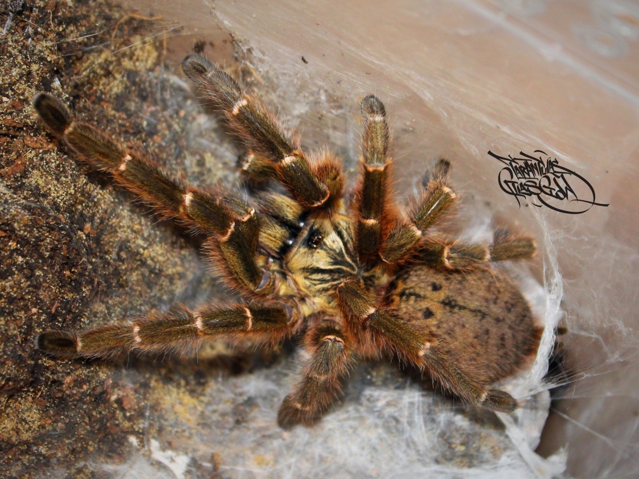 Pterinochilus murinus BCF Tete (OBT Tarantula) 2-2.5" FEMALE – Exotics ...