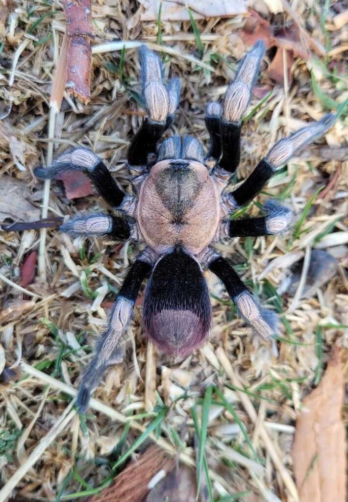 Hapalotremus sp. 'Incapirqa' (Peruvian Highland Gold Tarantula) 1 ...
