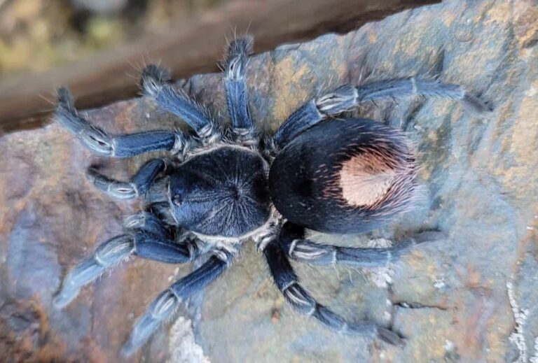 Hapalotremus marcapata (Peruvian Highland Blue Tarantula) 0.75-1 ...