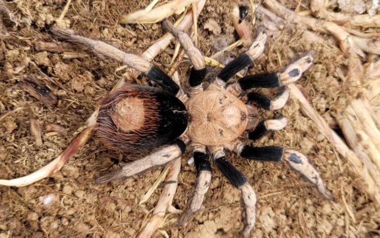 Hapalotremus sp 'Puma' (Highland White & Red Tarantula) 1" – Exotics ...