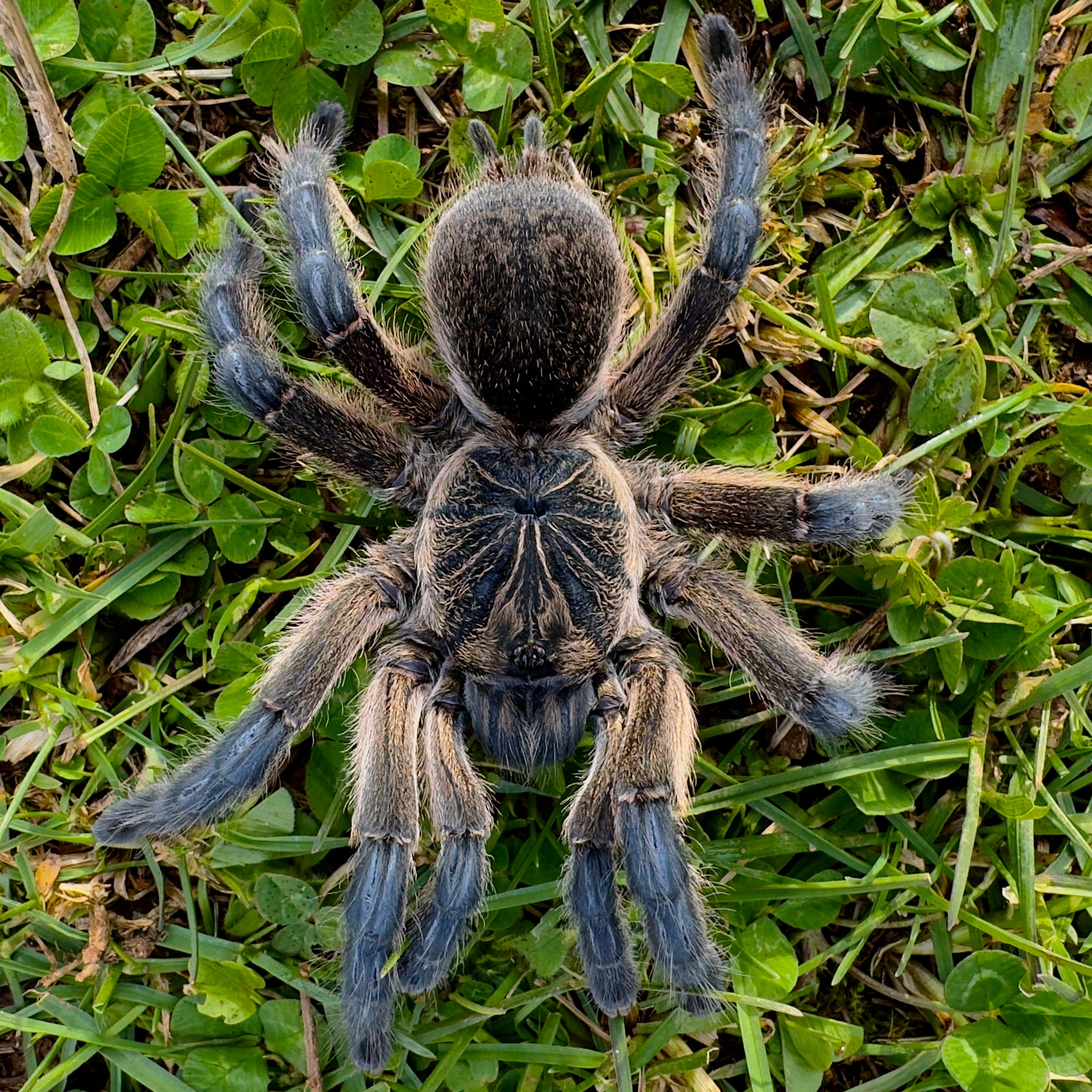 Harpactira pulchripes (Golden Blue Leg Baboon Tarantula) 0.75 ...