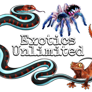 All Tarantulas & Invertebrates – Page – Exotics Unlimited