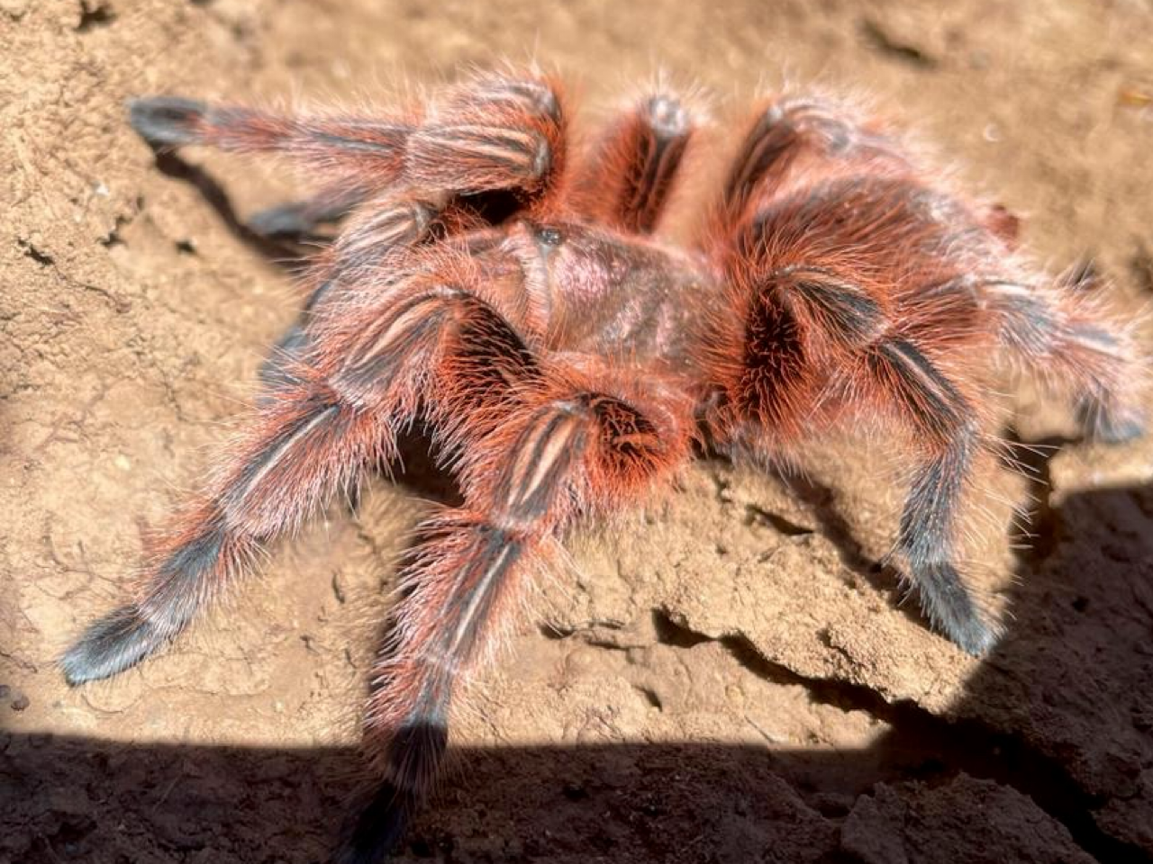 Grammostola rosea (Red Chilean Rose Hair Tarantula) Red Color Form 1 ...