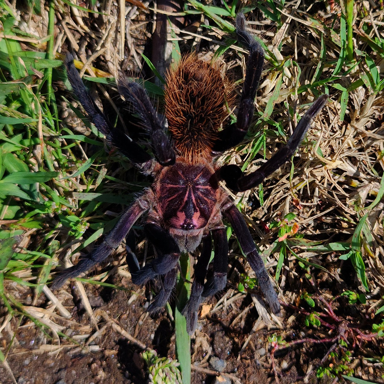 Xenesthis immanis (Colombian Lesser Black Tarantula) 1.5-2" FREE AFTER ...