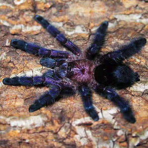 Rare Species – Exotics Unlimited