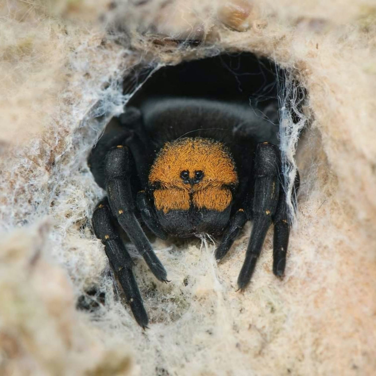 Eresus moravicus (Golden Face Velvet Spider) 1/8-1/4 +Habitat – Exotics ...