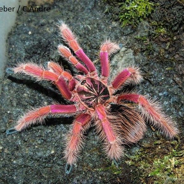 Rare Species – Exotics Unlimited