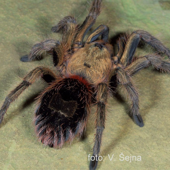 Rare Species – Exotics Unlimited