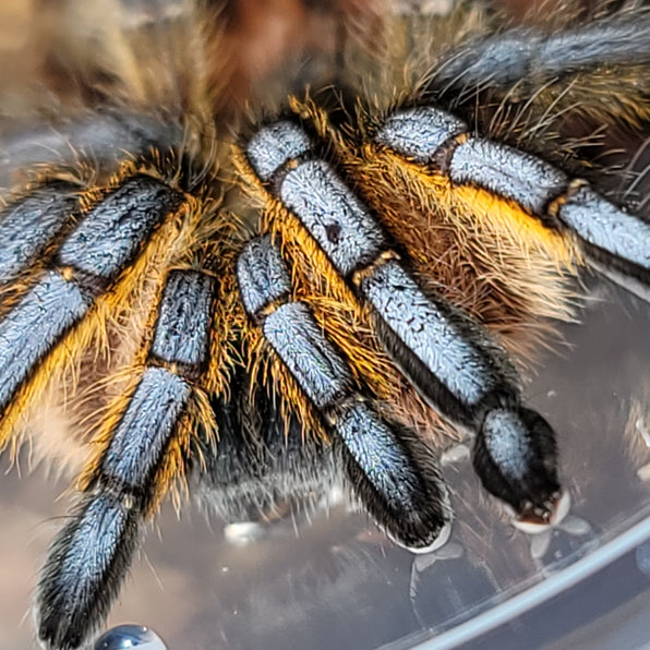 Confirmed Female Tarantulas – Exotics Unlimited