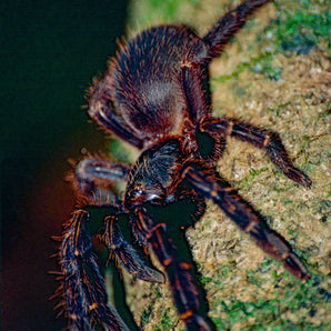 New World – Page – Exotics Unlimited